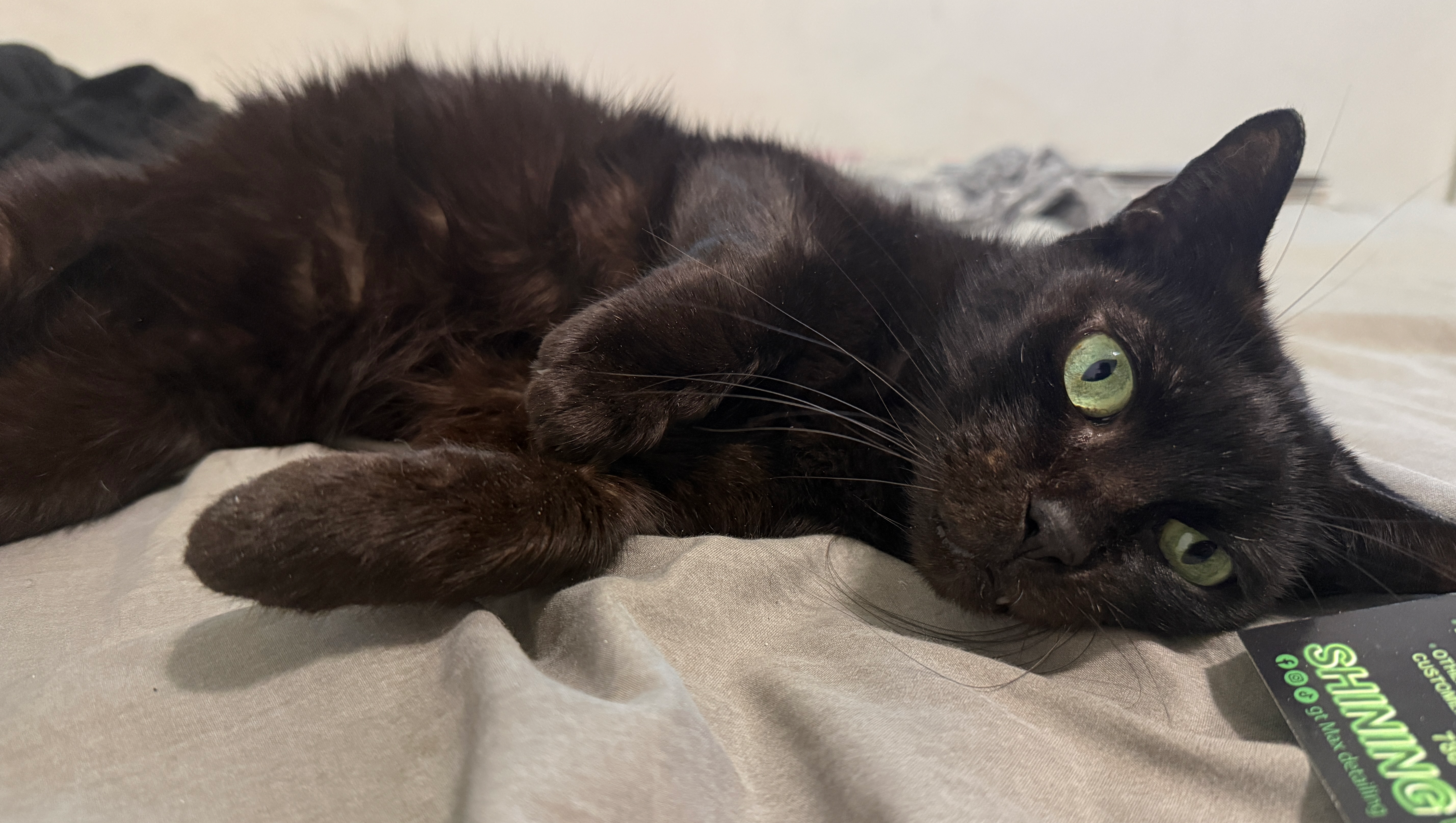 Fundraiser by Albert Braceiro : Help Save Sombra: Urgent Vet Care Needed