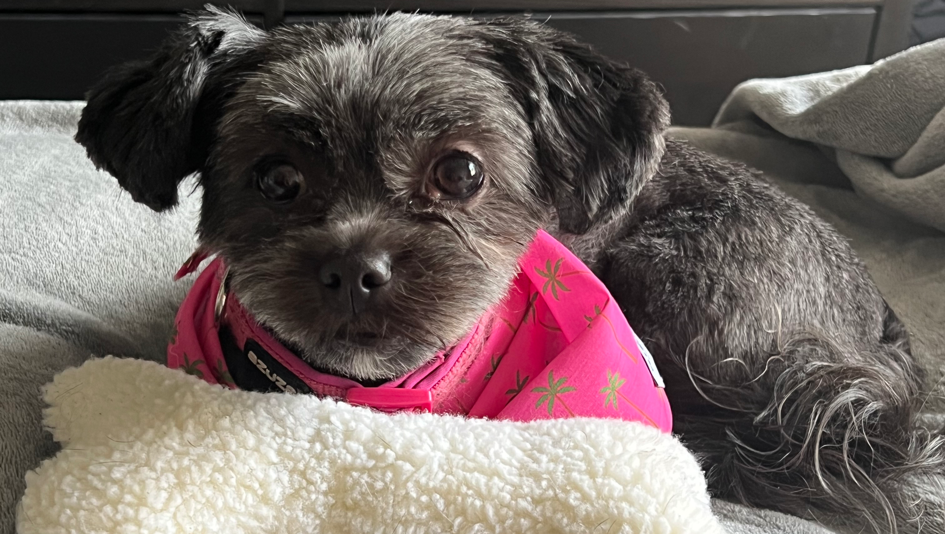 Fundraiser by Kierah Cole : Support Theia's Fight Against Cancer