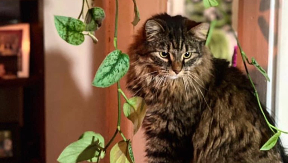 Fundraiser for Caitlin Simpson by Nicco Palazzi : Coming together to ...