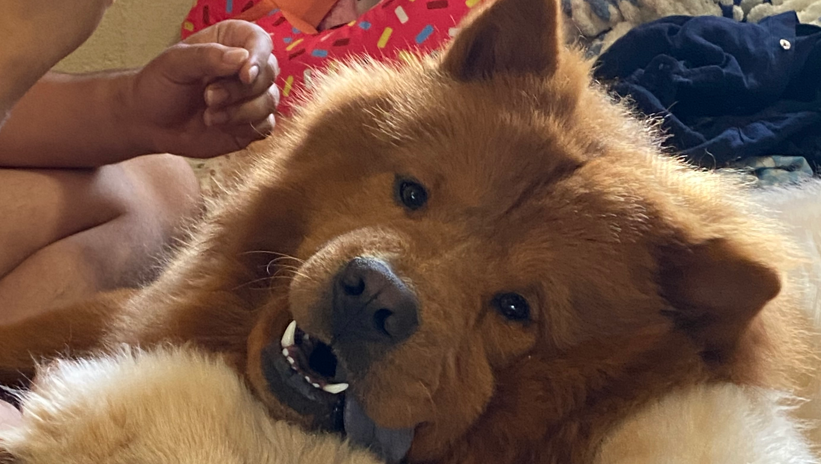 Fundraiser by Alexis Contreras : Kuma the Chow’s post FHO surgery fund
