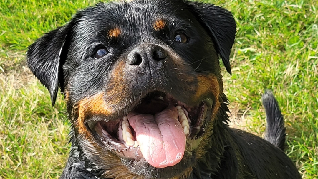 Fundraiser by Tracey Stevens : Help Sadie Get the Treatment She Deserves