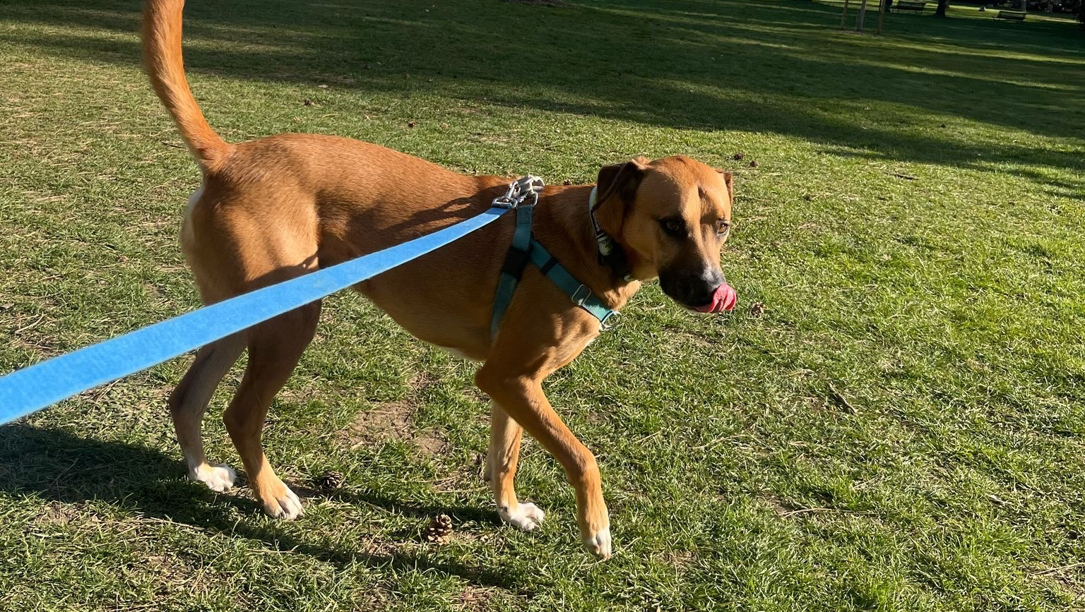 Fundraiser by Kristin Lundberg : 30 Mile Dog Walk for American Cancer ...