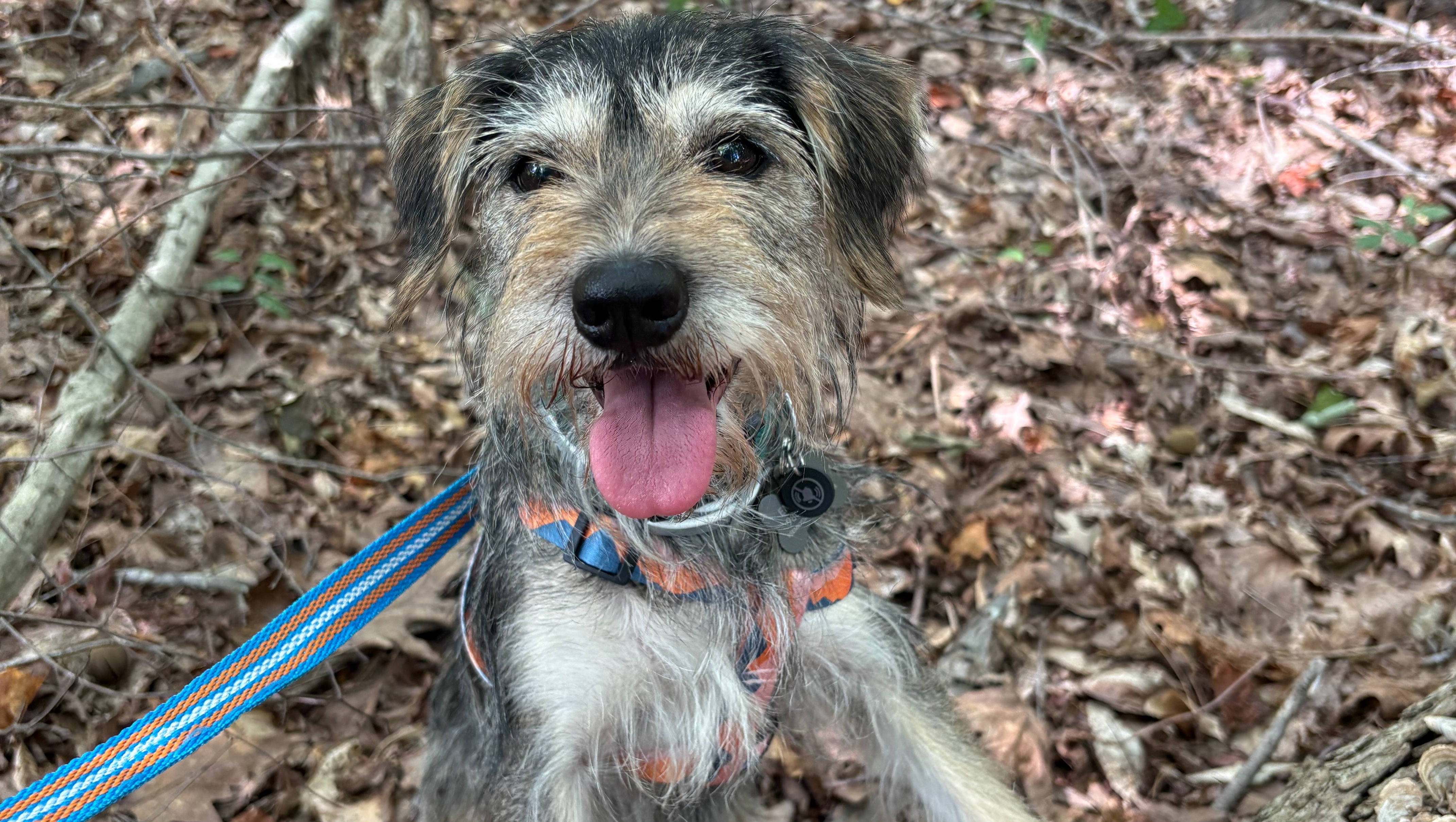 Fundraiser by Emily Davis : Help Marlow Beat Heartworm and Heal