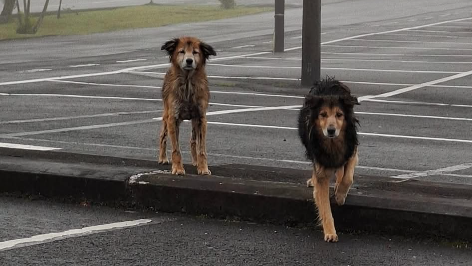 Fundraiser by Sabina Dranova : Help Us Rescue Two Stray Dogs from ...