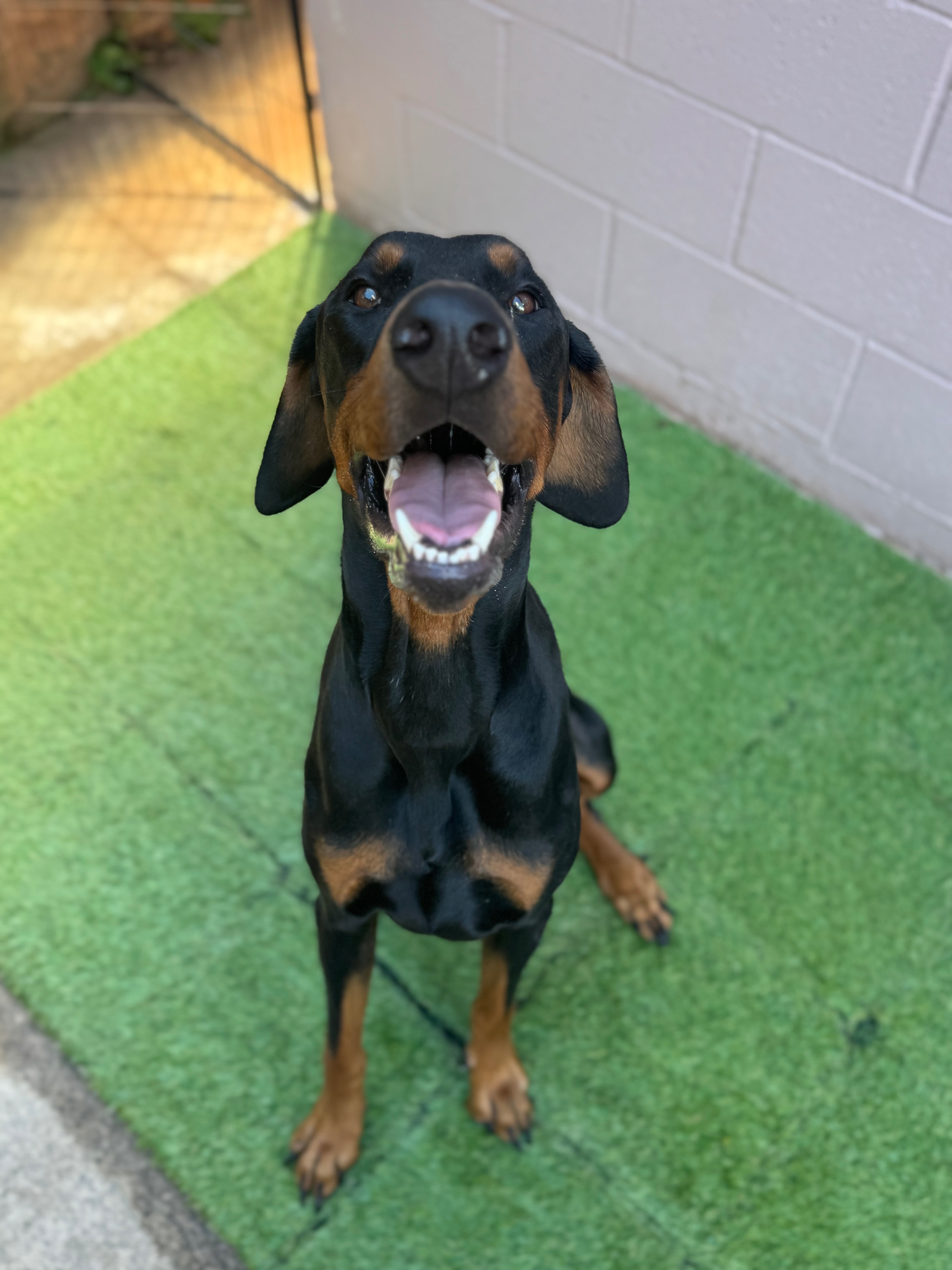 Fundraiser by Rain Barbour : Pule Kahu Outreach & Rescue