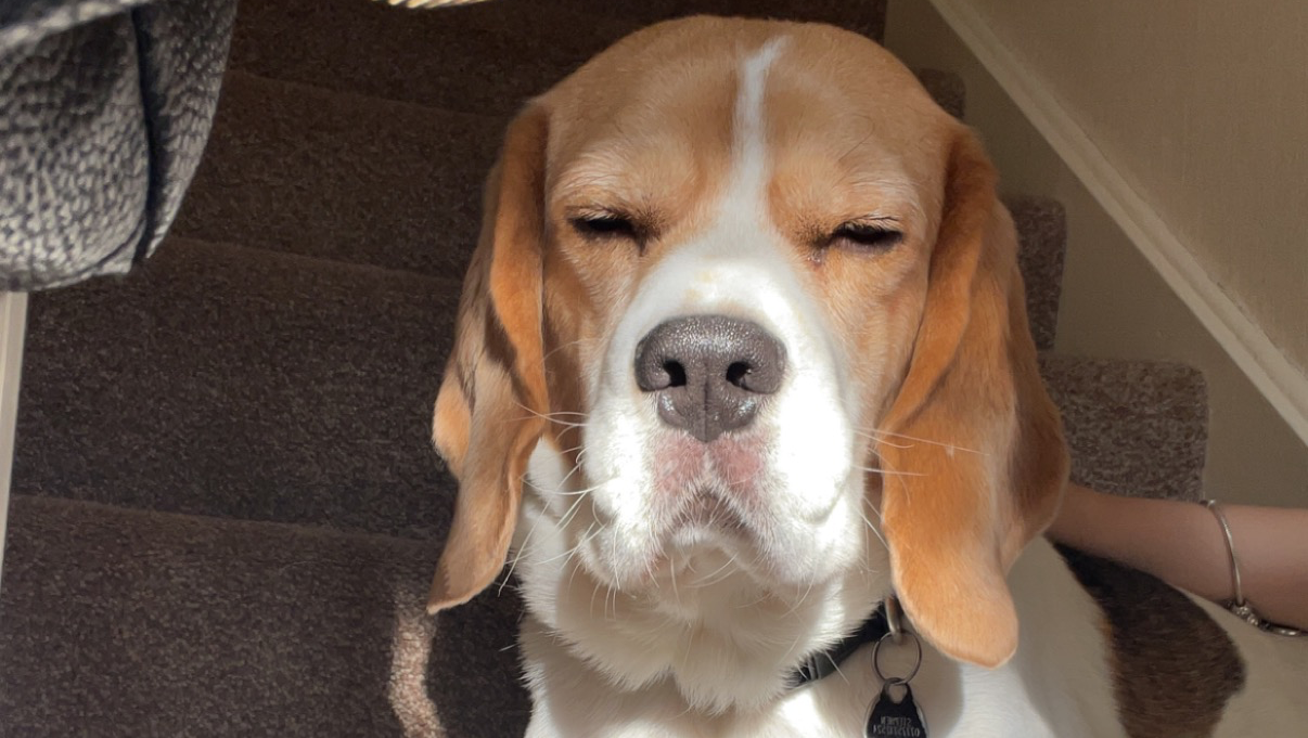 Fundraiser by Hollie Stephen : Please help us with Snoopy’s cancer ...