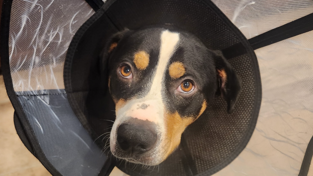 Fundraiser for Tabitha Drouet by Rachel Itsekson : Help Onyx Get Life ...