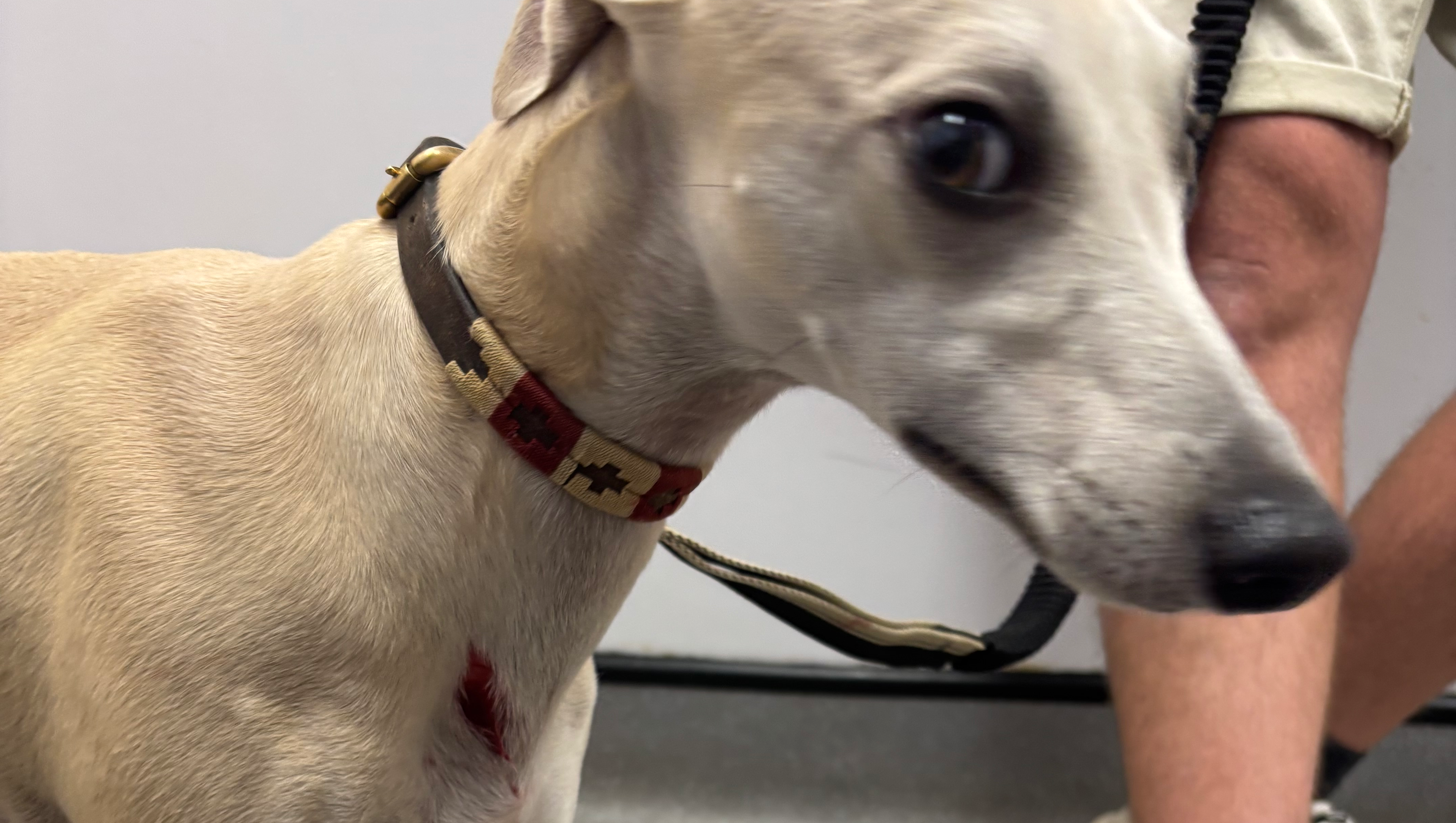 Fundraiser by Kitty Bennett : Vet Bills