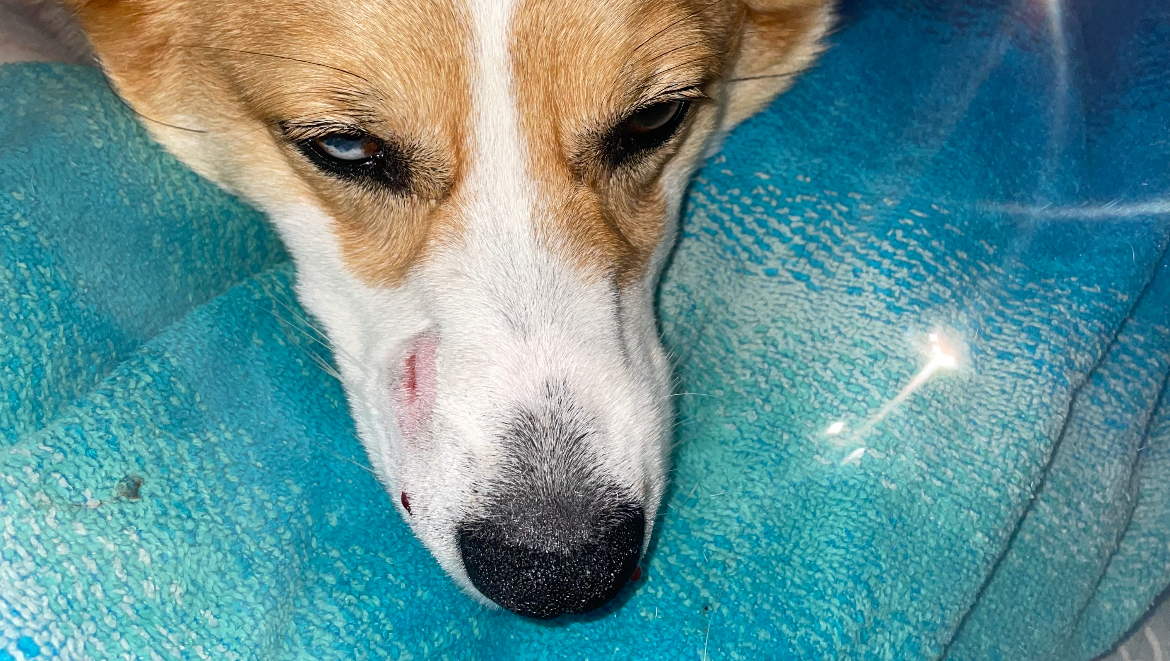 Fundraiser for Isabella Sanchez by Monique Dolan : Help Luna the Corgi ...