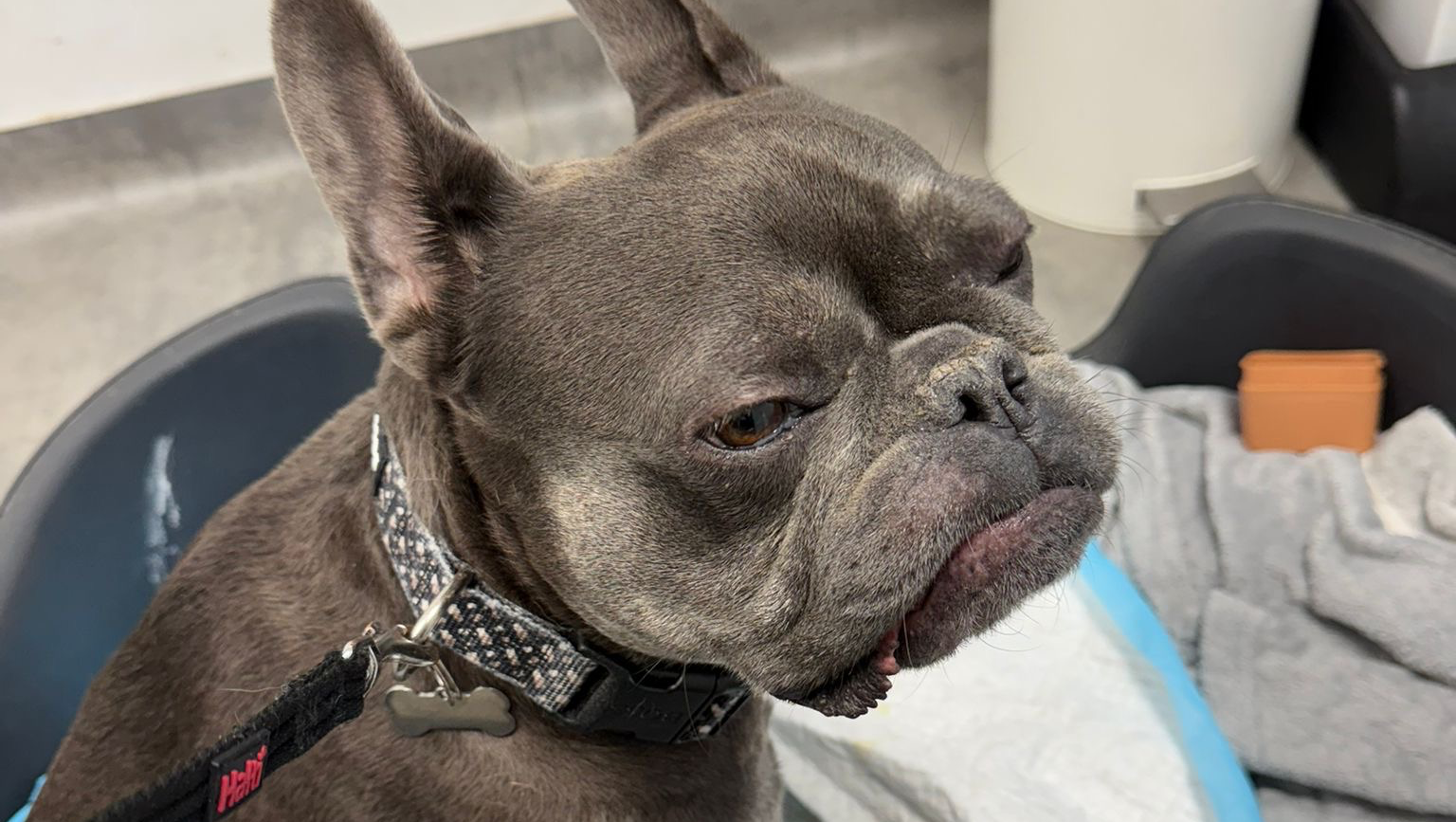 Fundraiser by Paige Harris : Stand Strong Again – Spinal Surgery for ...