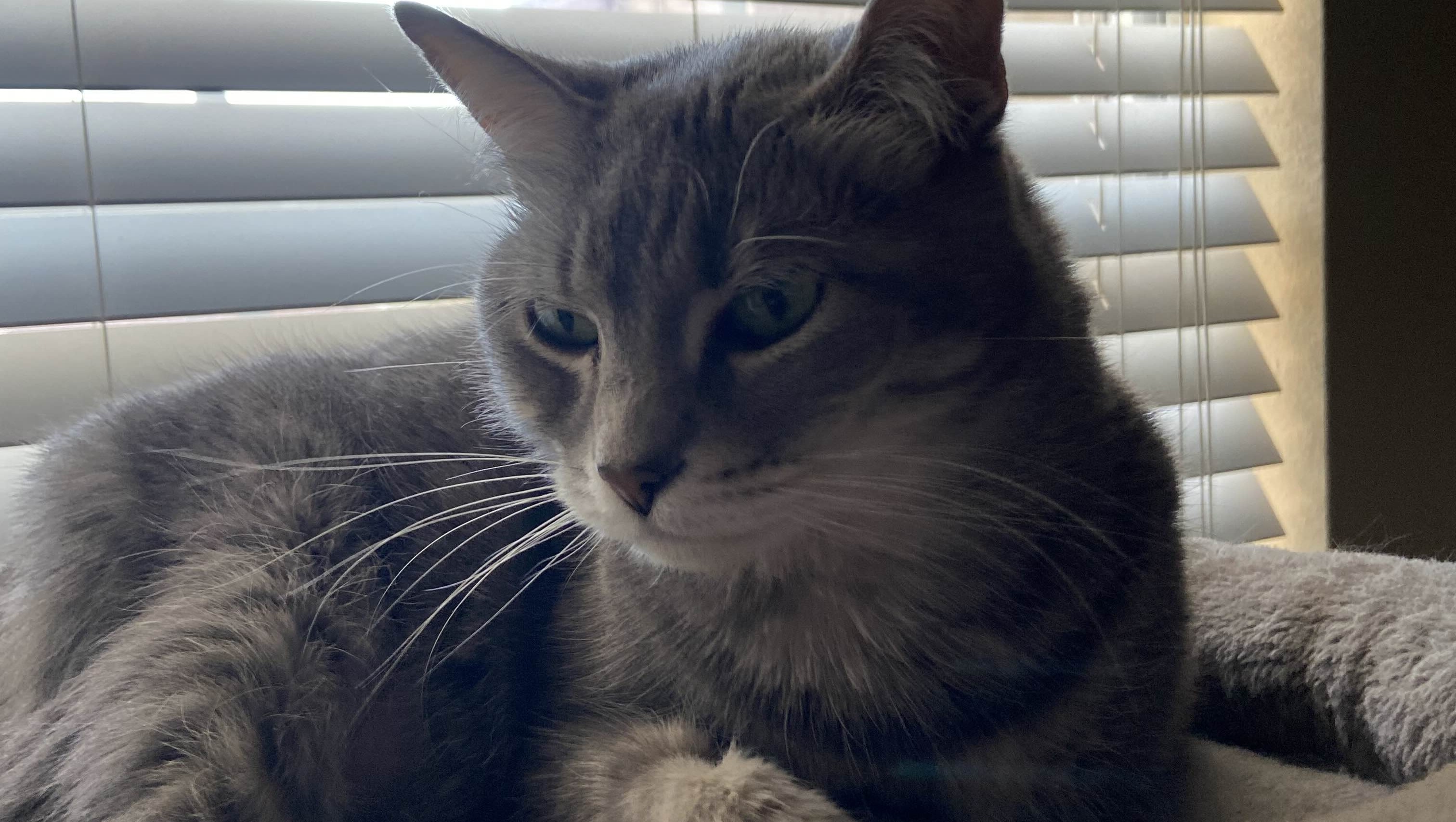 Fundraiser by adonis m : Emma's Fight Against Cancer