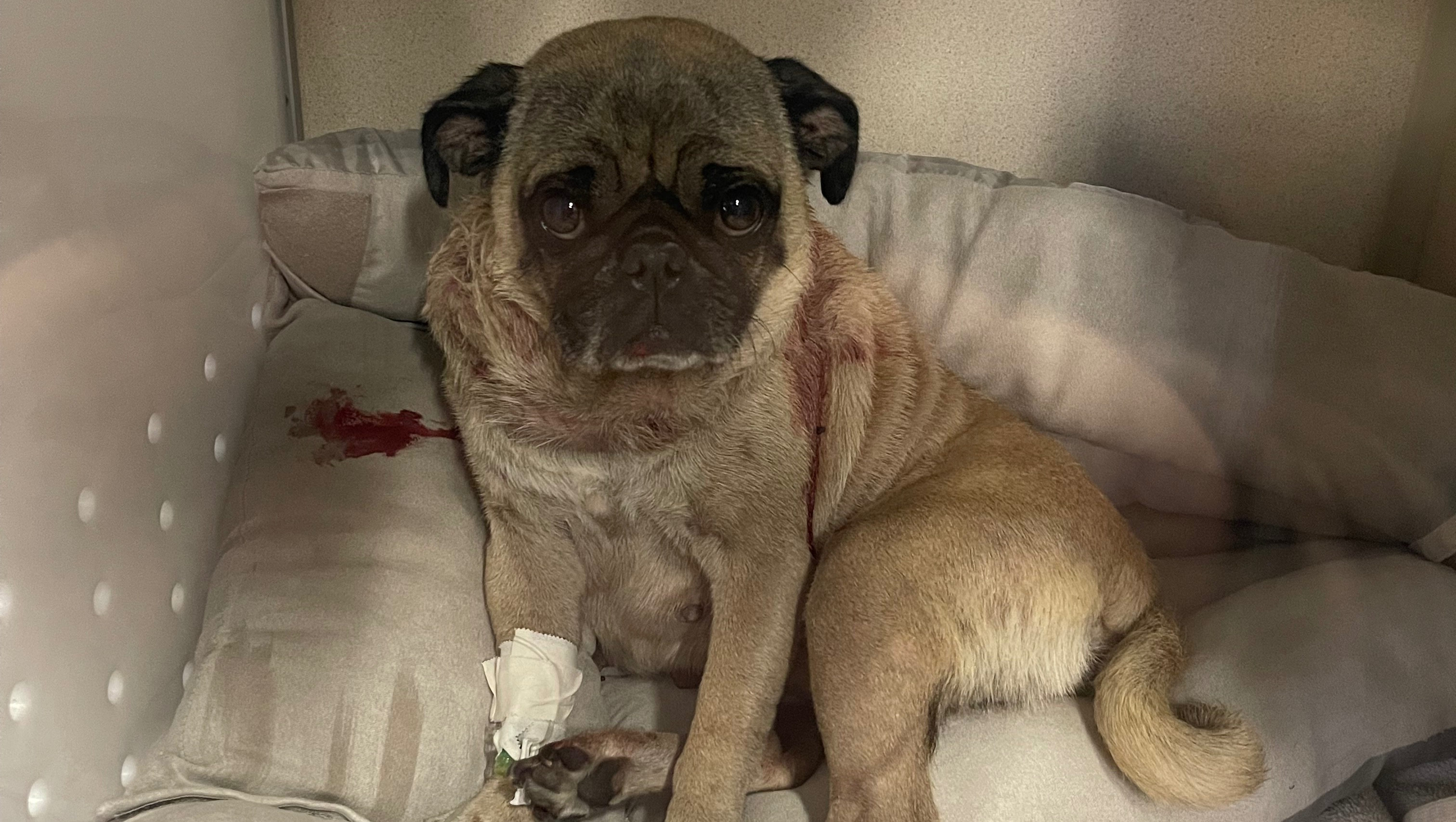 Fundraiser by Jonathan Hare : Urgent Help for Olive's Recovery from Attack
