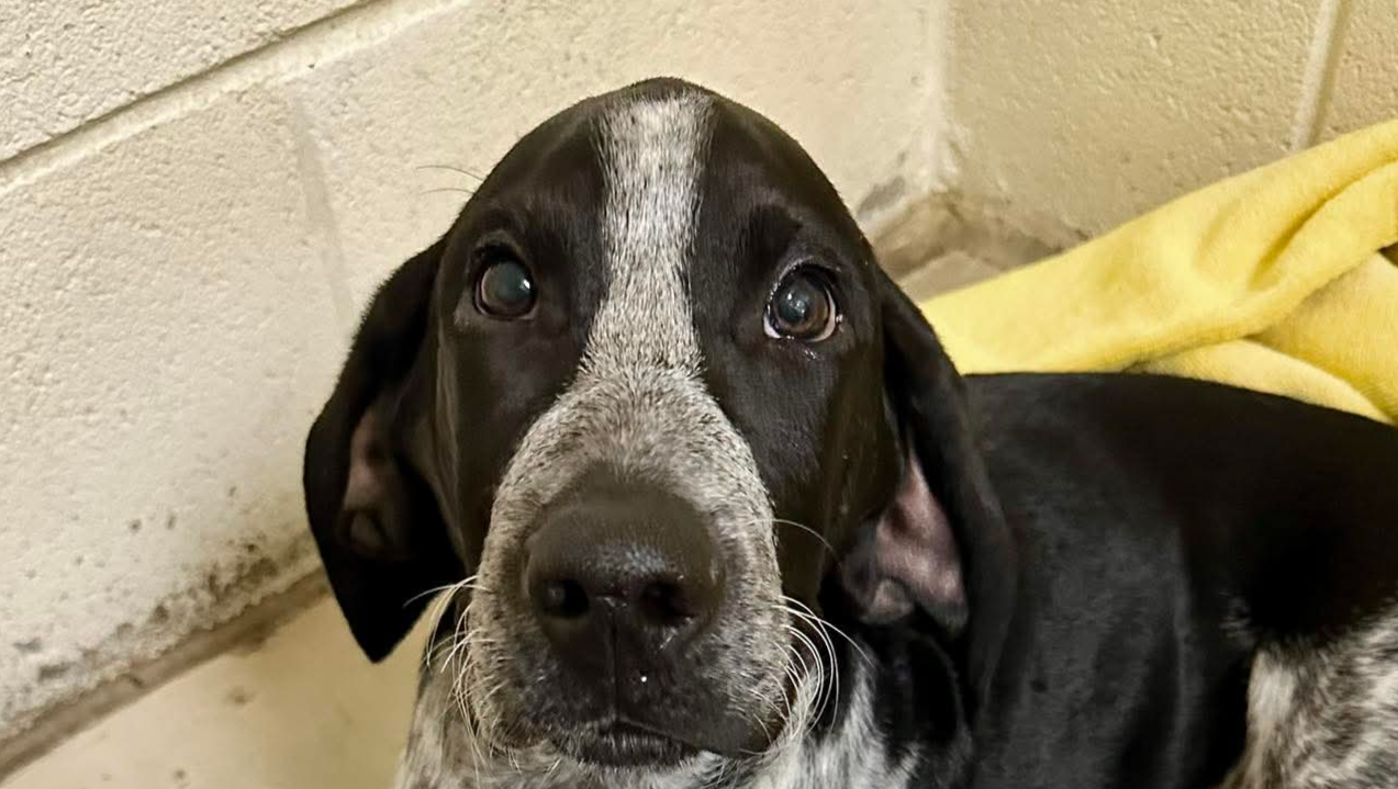 Fundraiser by Amanda Gowen : Help Save Little Charlie!!!