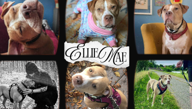 Fundraiser by Candace Hagen : Ellie Mae Ruptured Her Cranial Cruciate