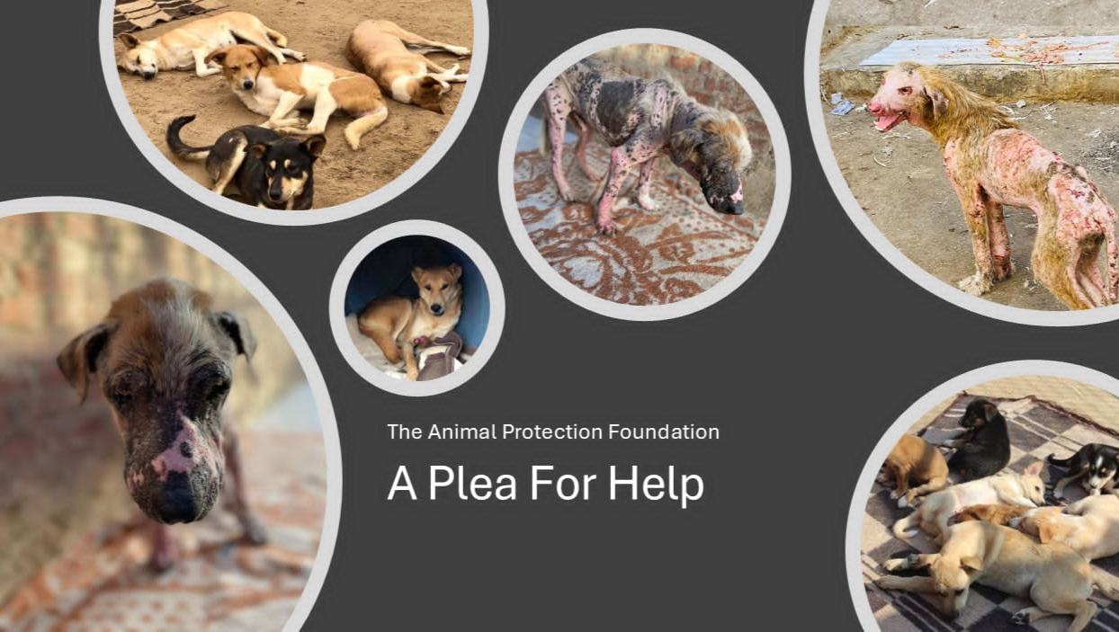 Fundraiser by Annette Davies : Crisis at Animal Protection Foundation ...