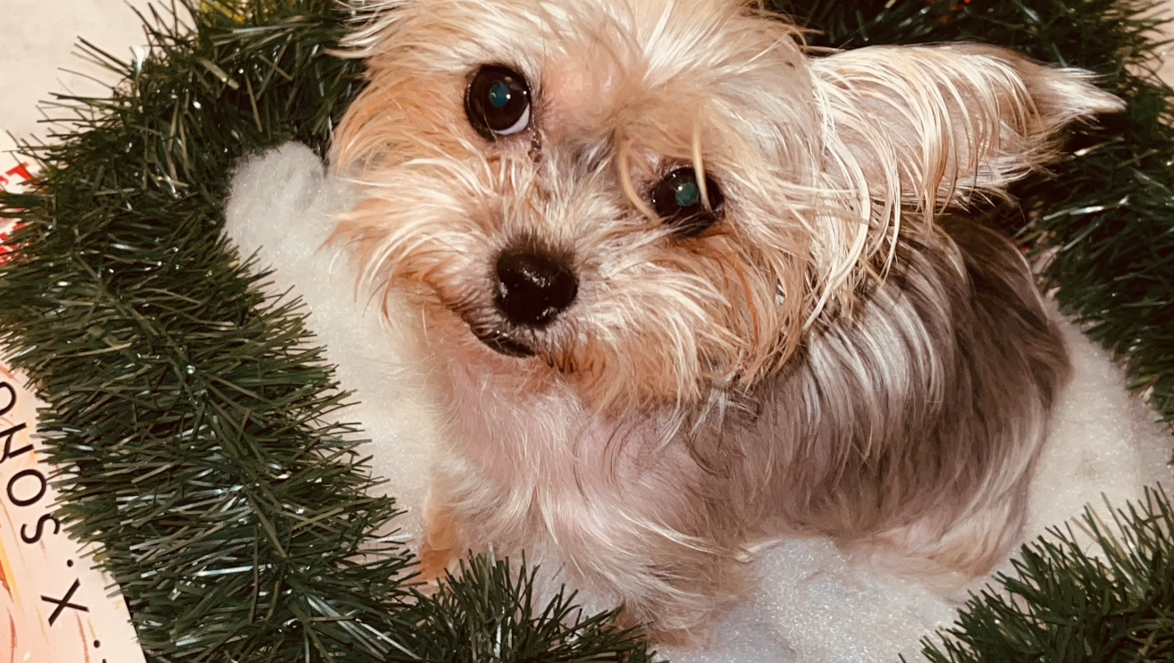 Fundraiser for Victoria Caesar by Callen Beall : Help Prada Walk Again