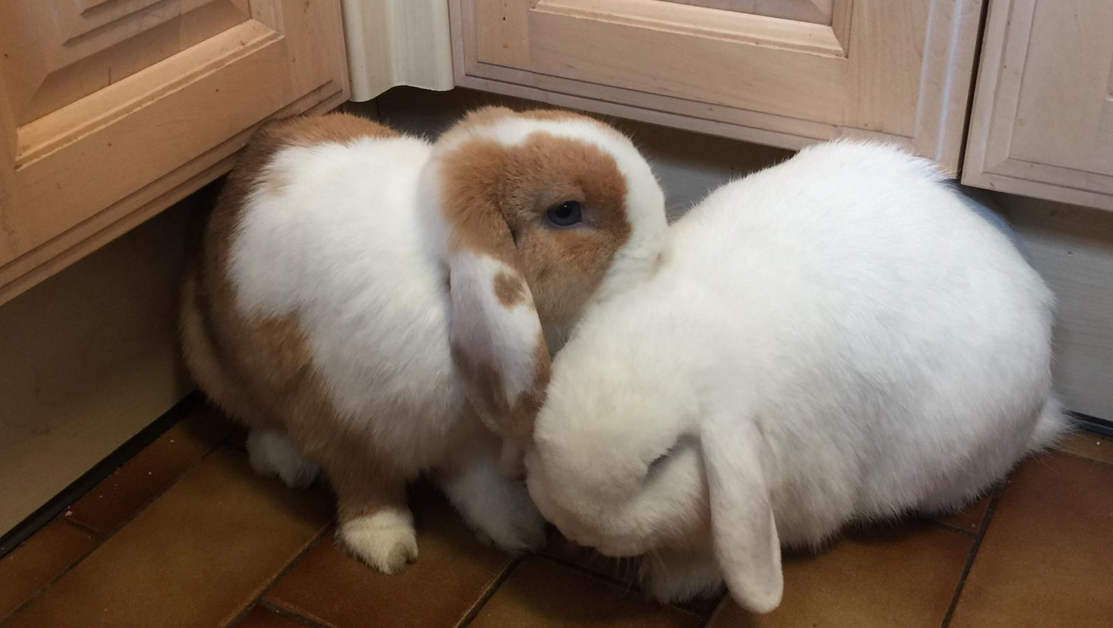 Fundraiser by Emma Holt : Emergency help to save Harry and Hermione- my ...