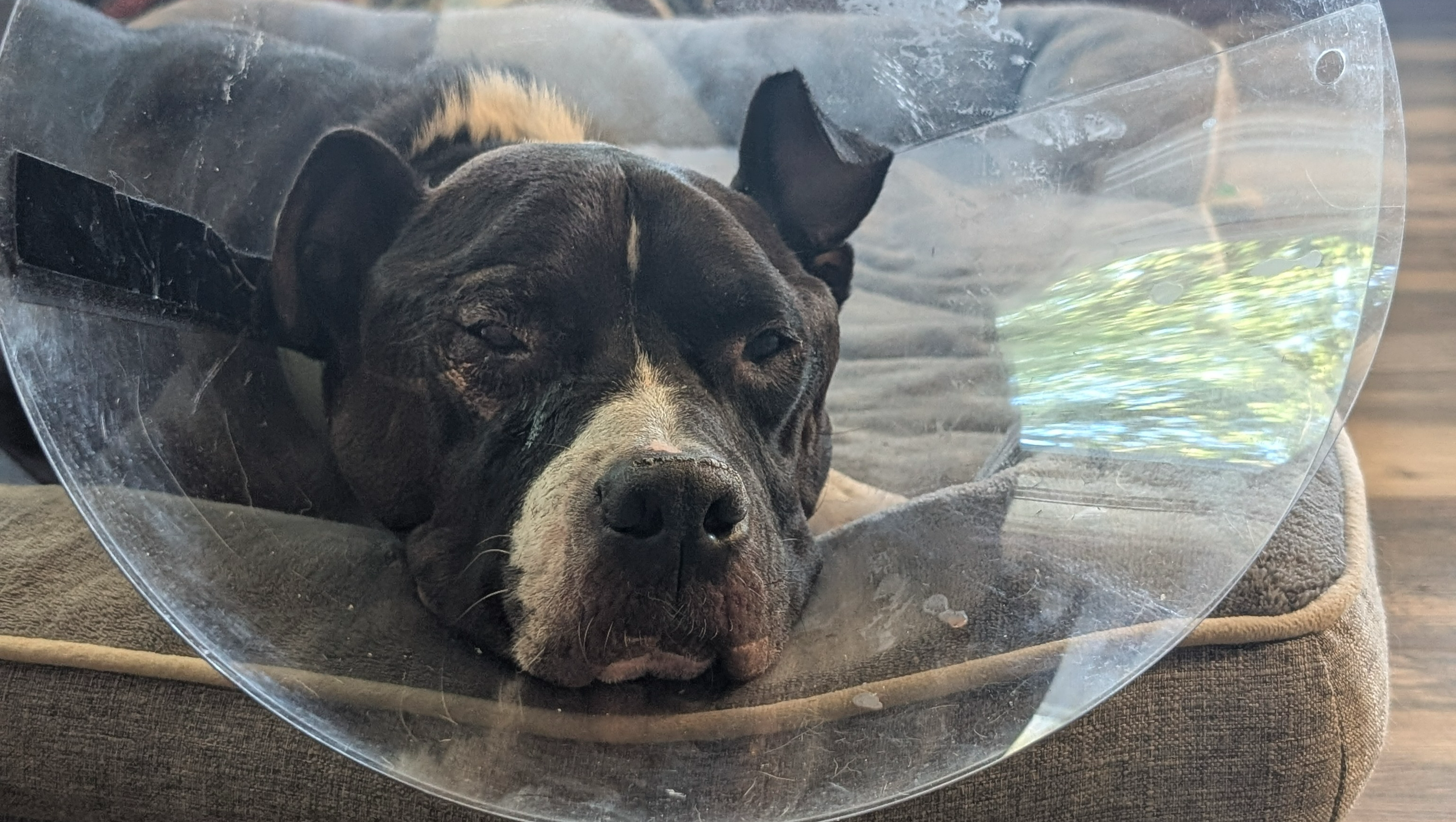 Fundraiser by Evan Deger : Sesame's Conjunctival Pedicle Flap Surgery