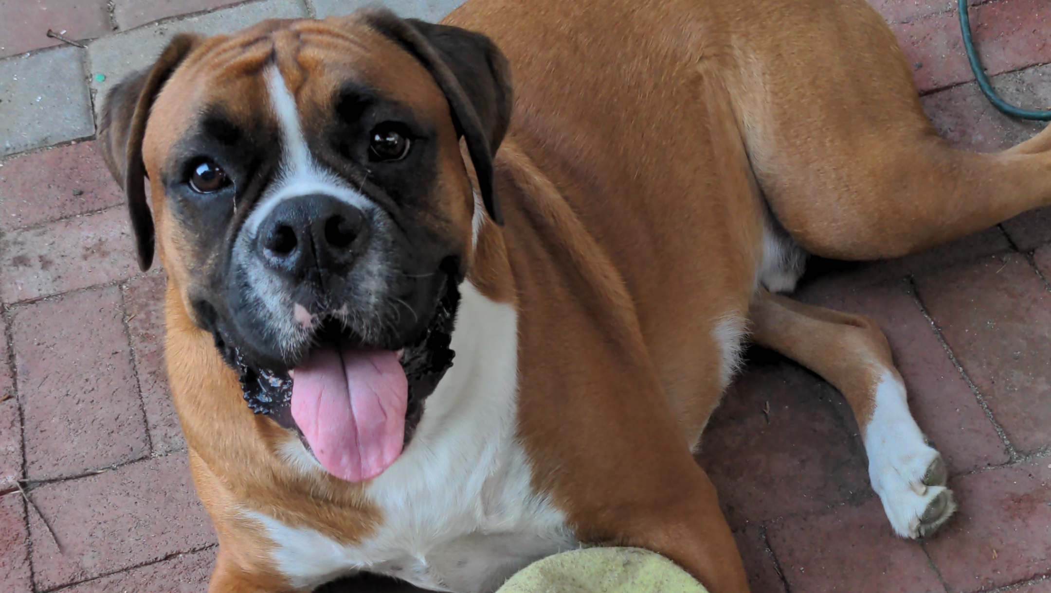 Fundraiser by Rebecca Van Benthem : Help Fund Ravioli's Surgery