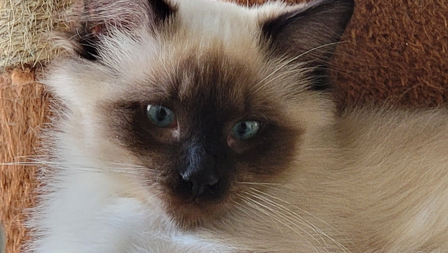 Fundraiser for Johnathon Walling by Nan Gelman : Hope Paws & Courage ...