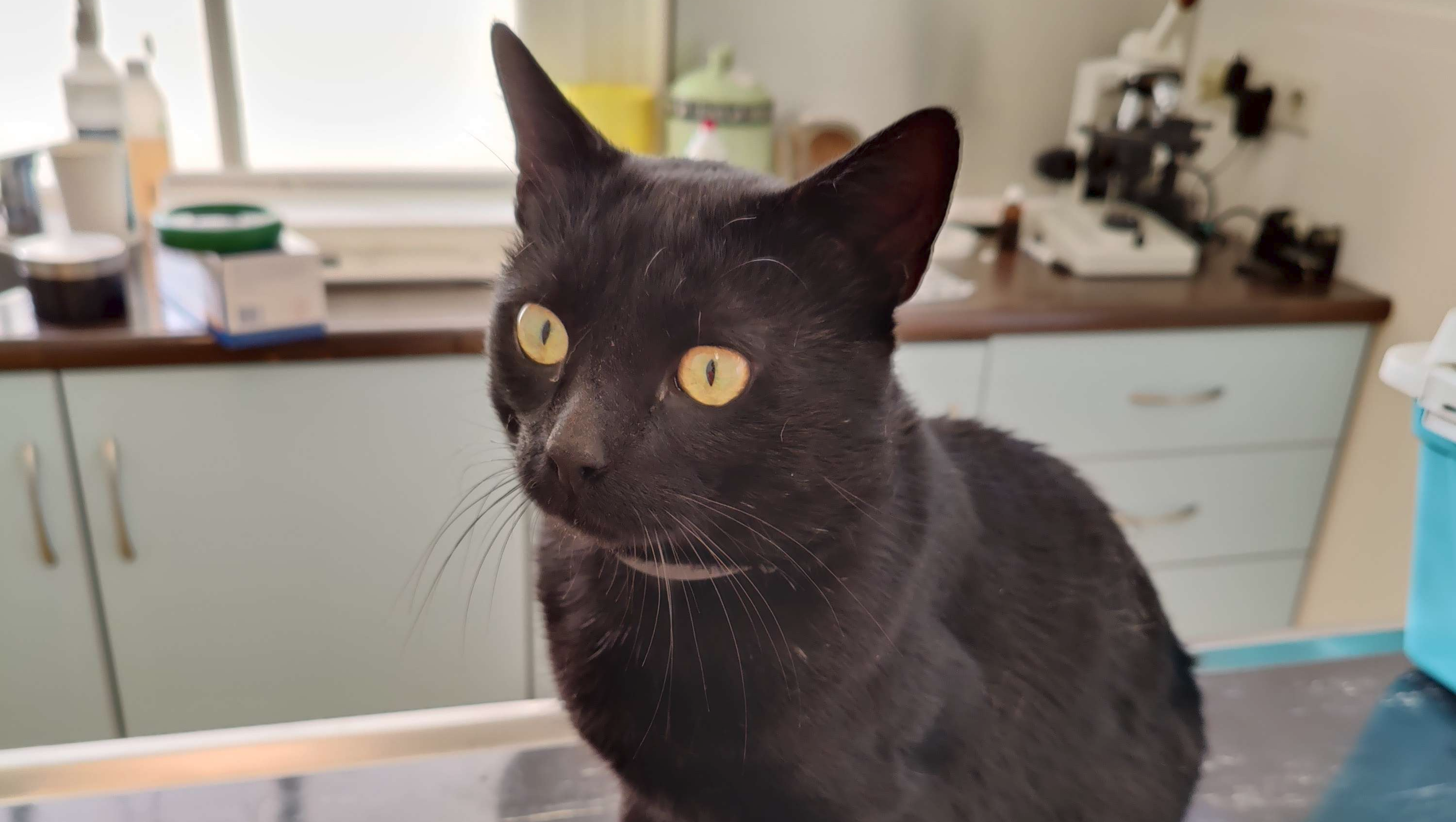 Fundraiser for Mika Brovall by Jay R : My cat Soup needs medical care