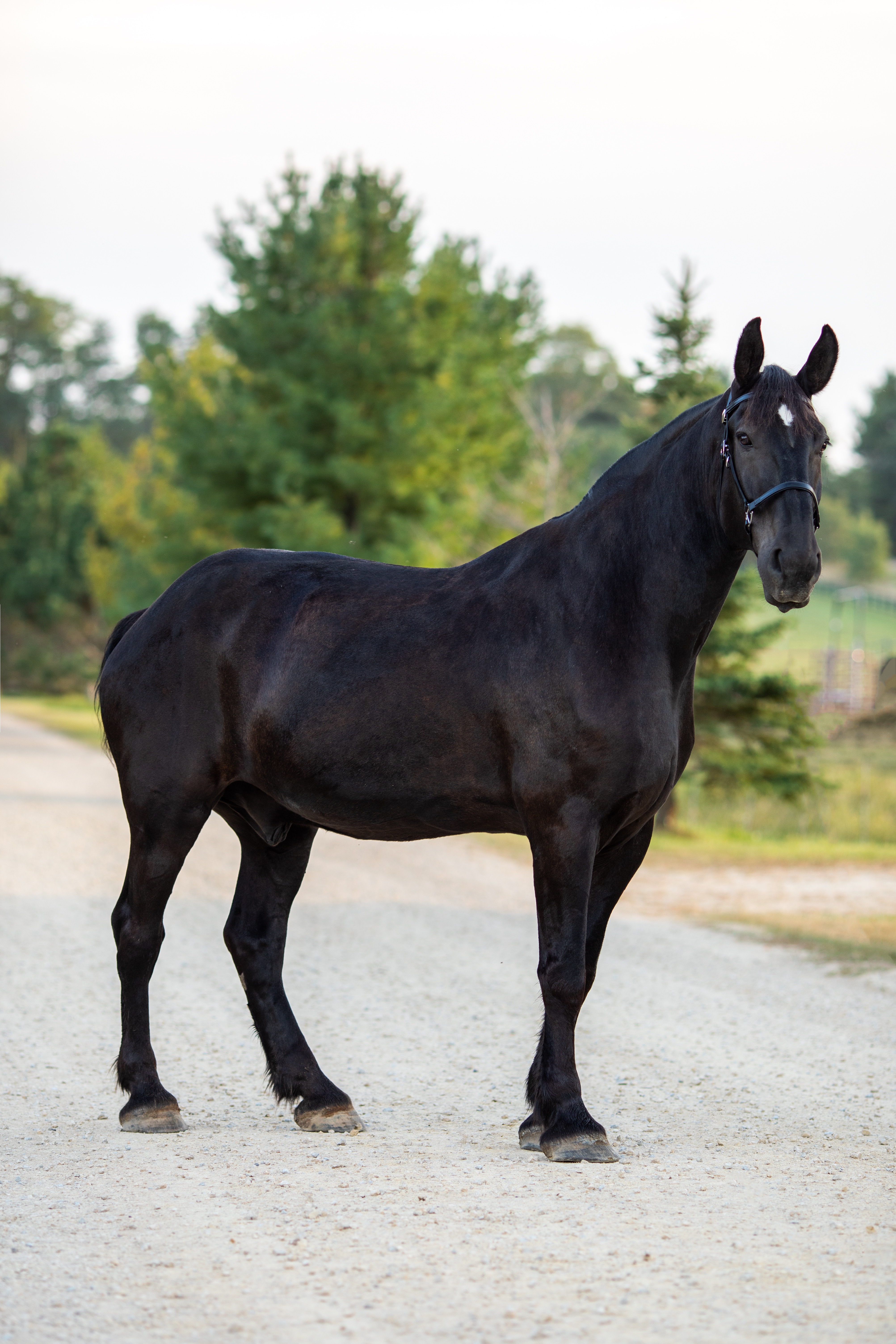 Fundraiser by Friends of the Madison Mounted Horse Patrol : Cooper ...