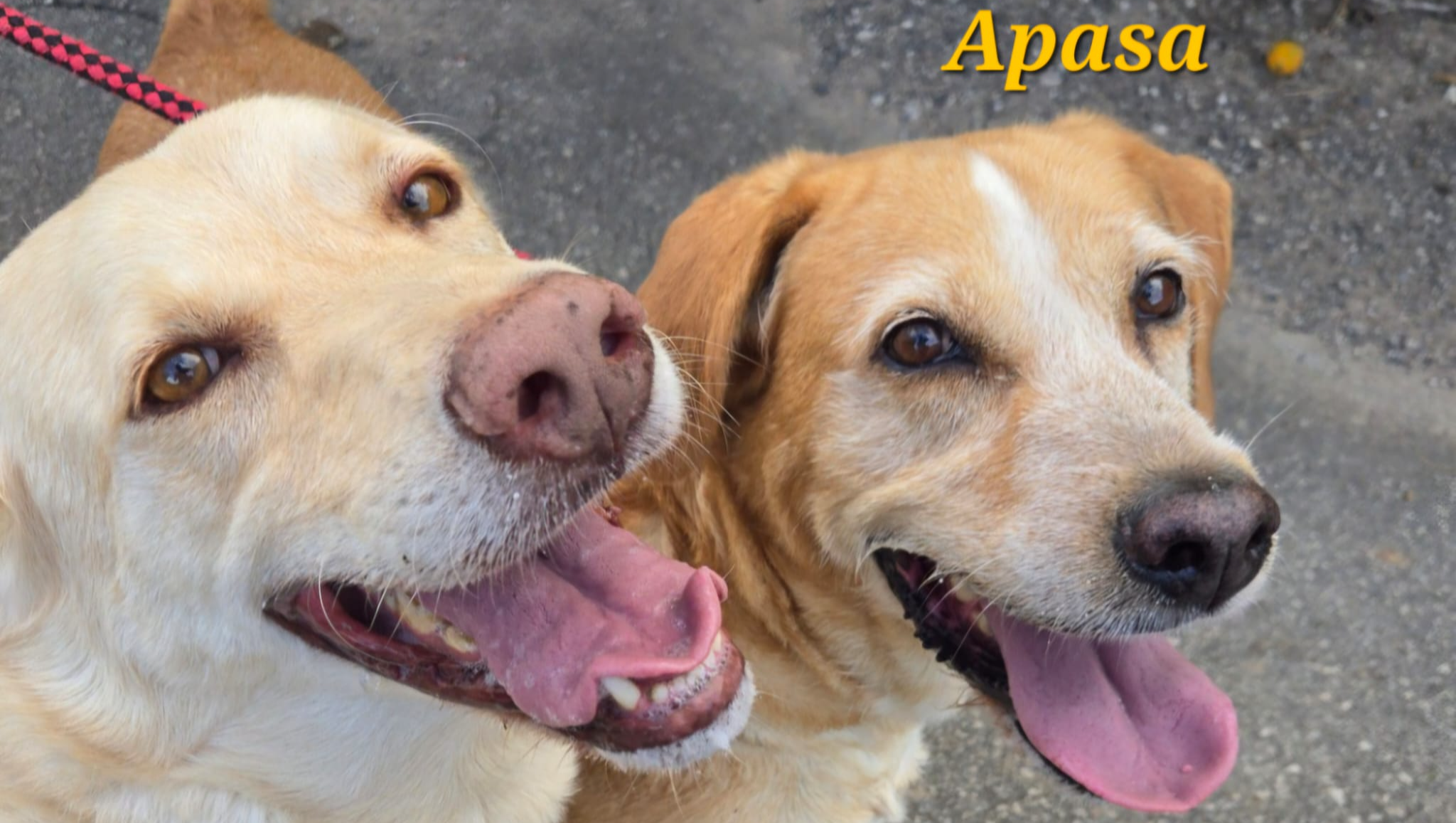 Fundraiser by sonja De Vriendt : Donate to support the Apasa dog shelter