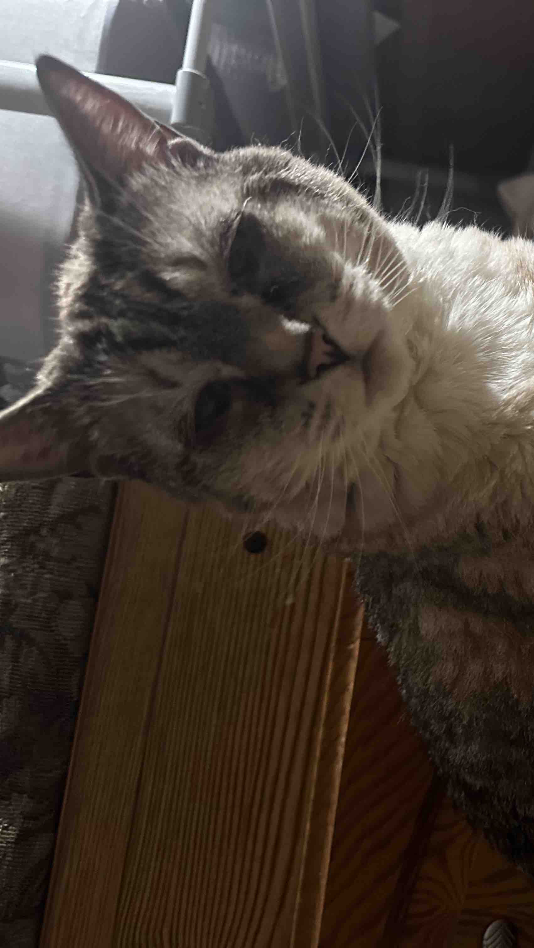 Fundraiser by Jasmine Rodriguez : Help Stella Get the Vet Care She Deserves