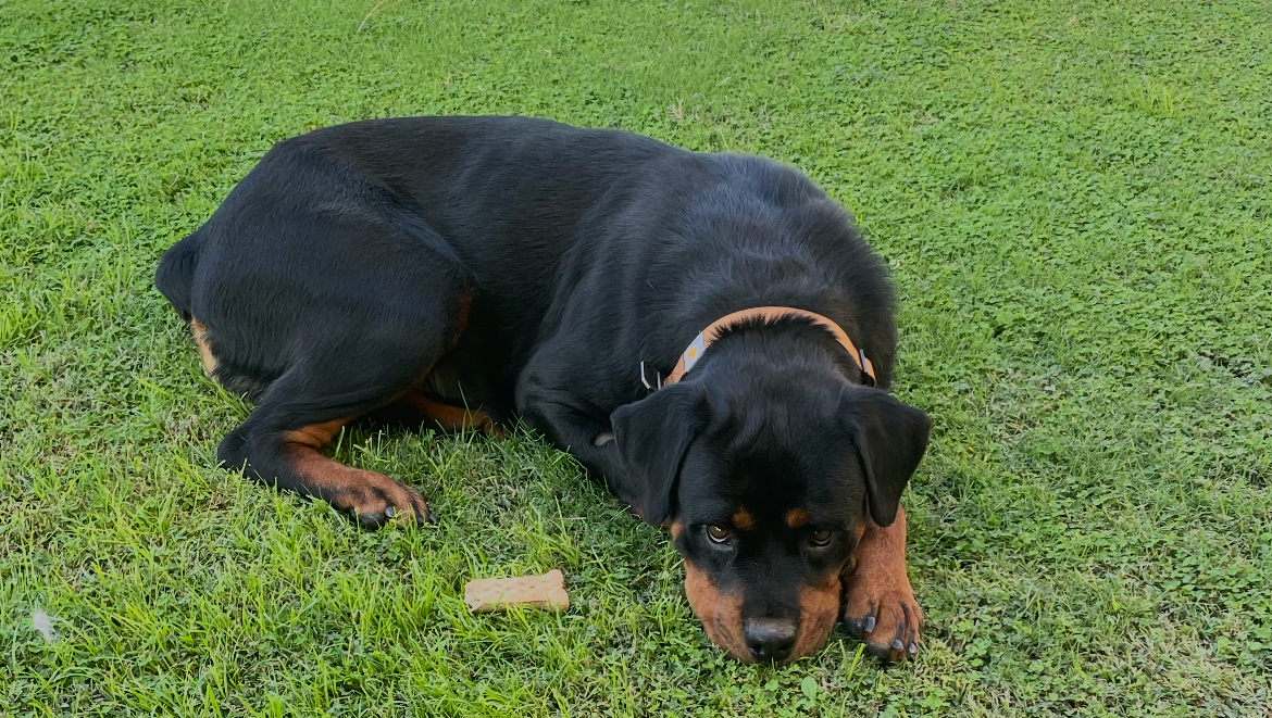 Fundraiser for Lukas Edwards by Alexis Edwards : Help our Kona ️