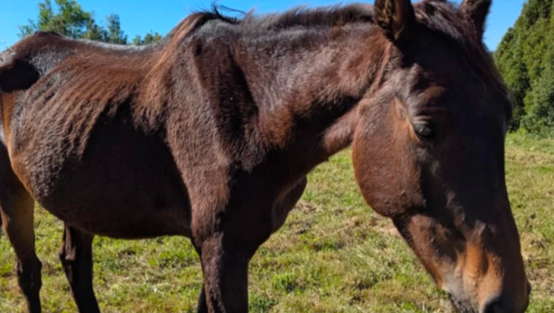 Fundraiser by Lisa Willey : Rescue Horses and Donkeys