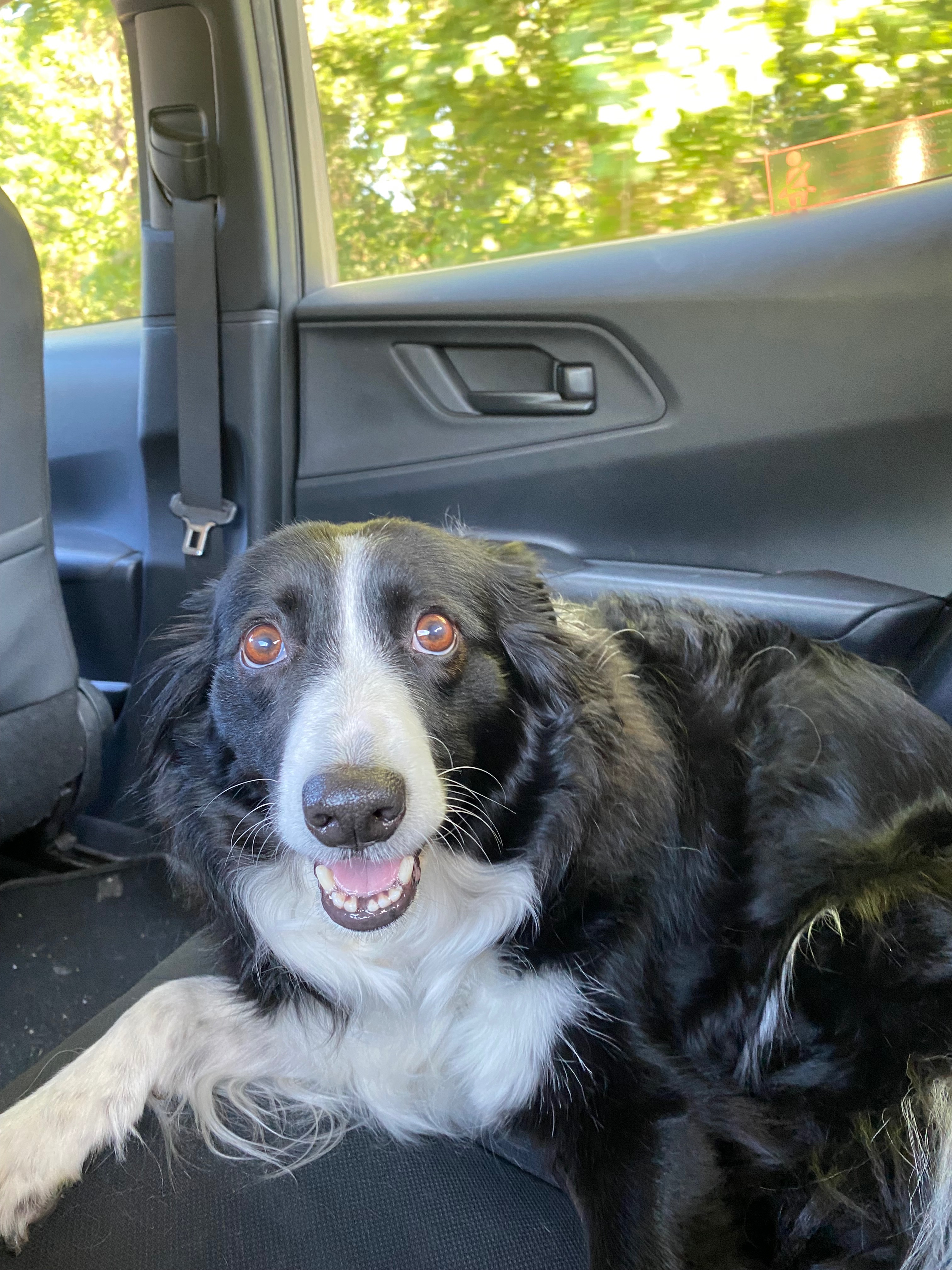 Fundraiser by Sydney Reising : SAVE RIVER. Support Needed For Dogs ...