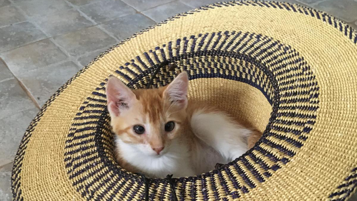 Fundraiser by Logan Murray : The Skyros Stray Cats Winter Appeal!