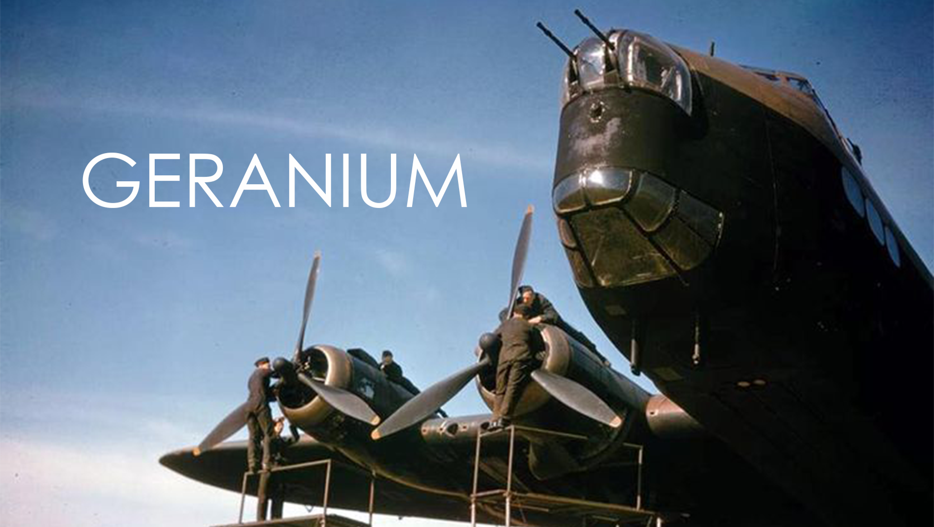 Fundraiser by James Bushnell : GERANIUM