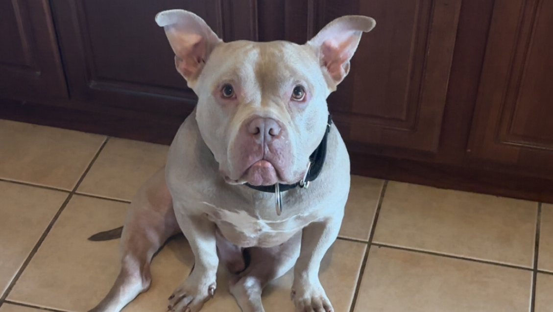 Fundraiser for John Venier by Bryan Amato : Yoda get his life back