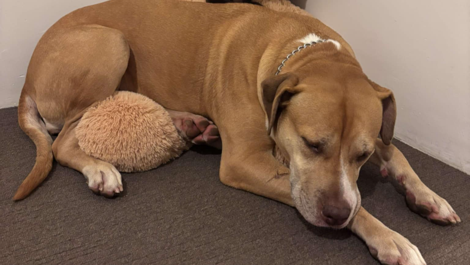 Fundraiser by Robi Oskar : Let’s Help Molly Fly Home