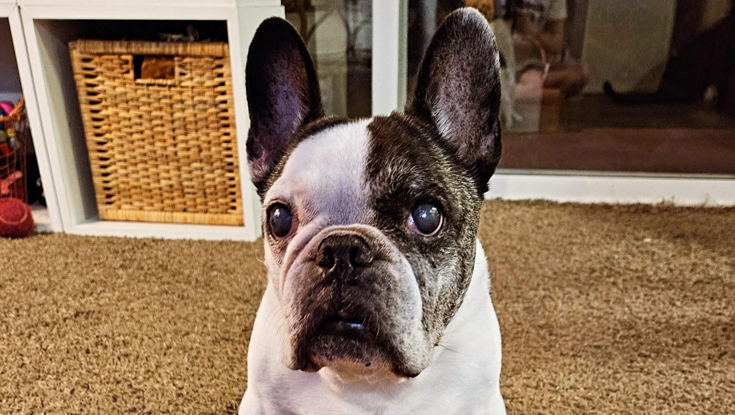 Fundraiser by Madelin Cahill : Support Waffles' Urgent Treatment