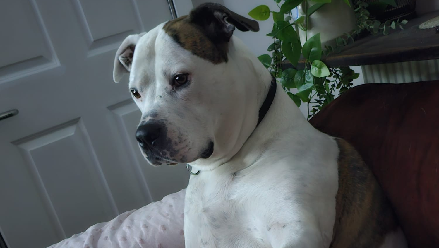 Fundraiser by Carolyn franklin : Help Nevaeh Get the Surgery She Deserves!