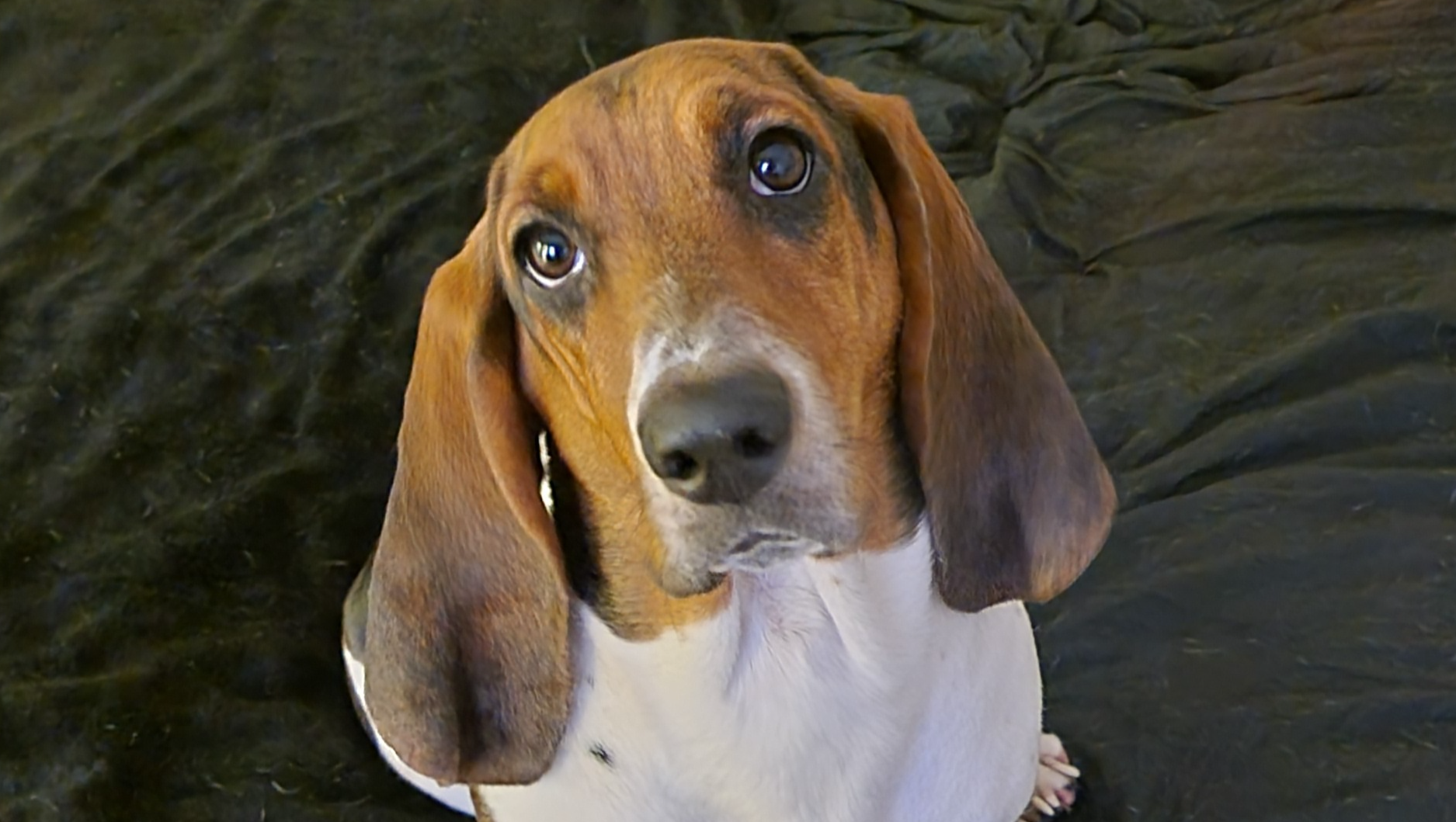 Fundraiser for David Grubb by Victoria Grubb : Save Delilah: Help Our ...