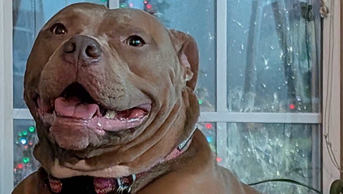 Fundraiser by Anthony Thereal : Help a Heartbroken Pibble Dad Fix his ...