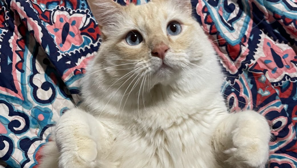Fundraiser by Emily Anderson : Secure Emily and Chopper's Future