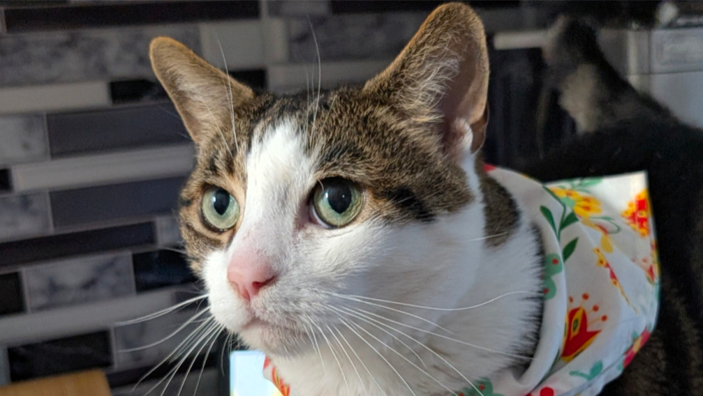 Fundraiser by Josephine Serrano : Mittens Bladder Stones Surgery