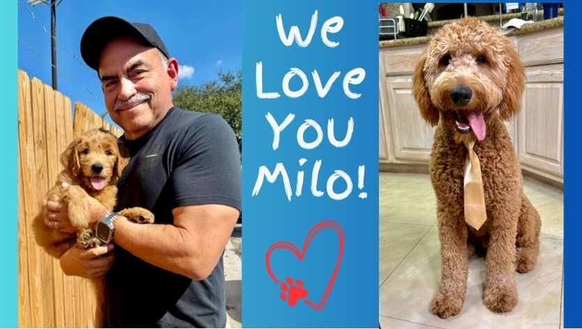 Fundraiser by Daniel Sanchez : Medical Fundraiser for my golden doodle ...