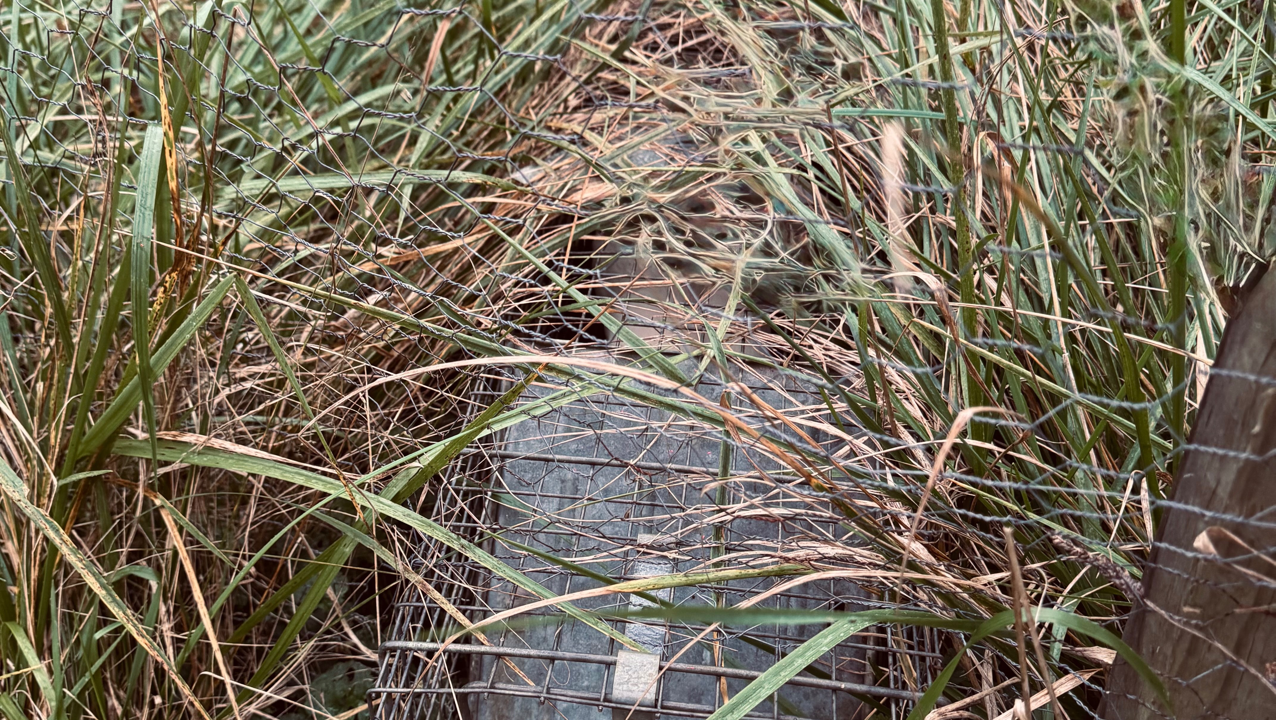 Fundraiser by CH W : Dog stuck in tiny trap with no care needs your help