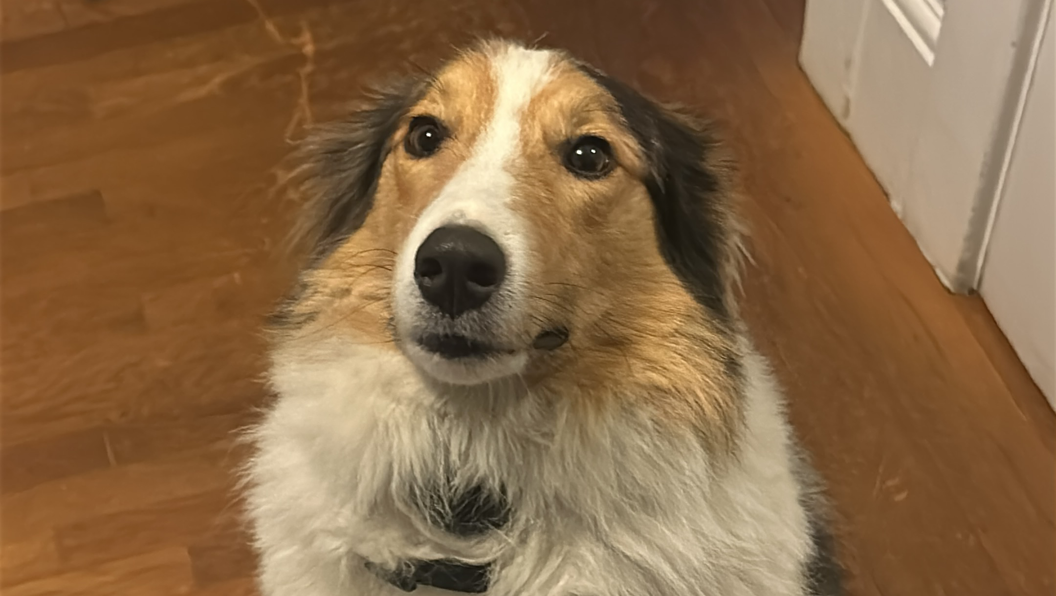 Fundraiser by Danielle Vicente : Blue service dog