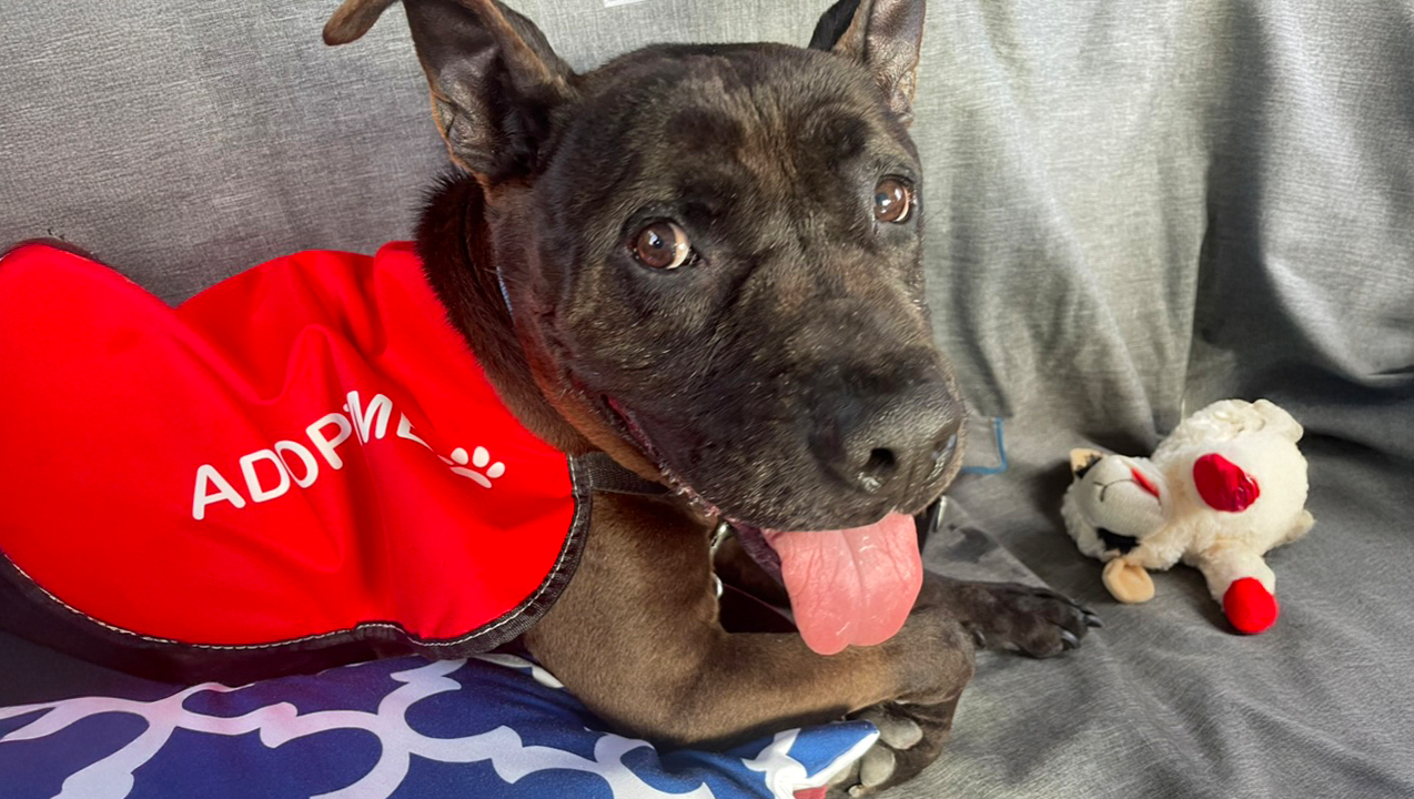 Fundraiser by Forte Animal Rescue : Help Charlie Fight for His Life
