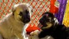 Fundraiser by Debra Krause : Please help get a service dog.