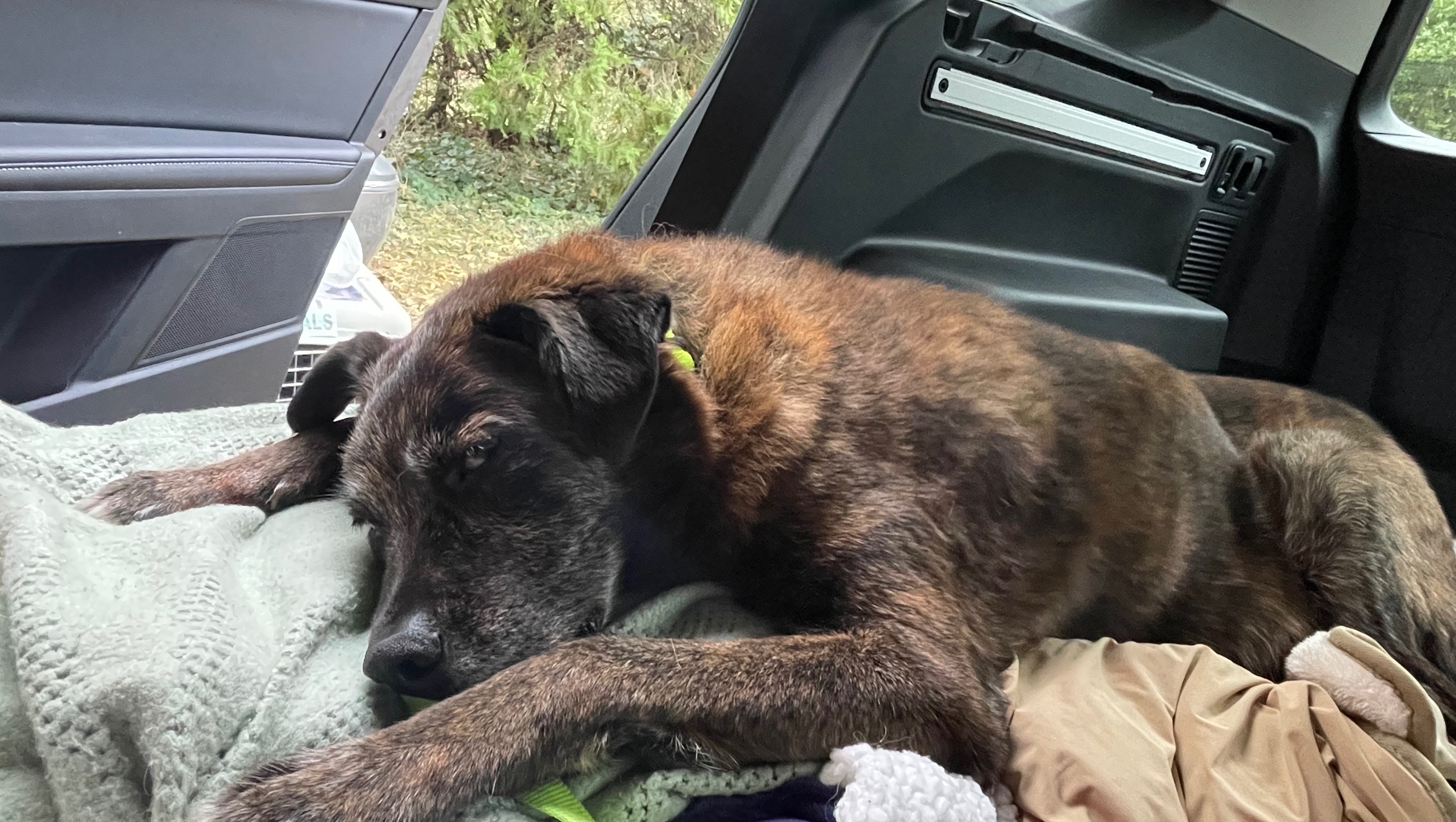 Fundraiser by Patricia Ball : Help bring my animals safely home