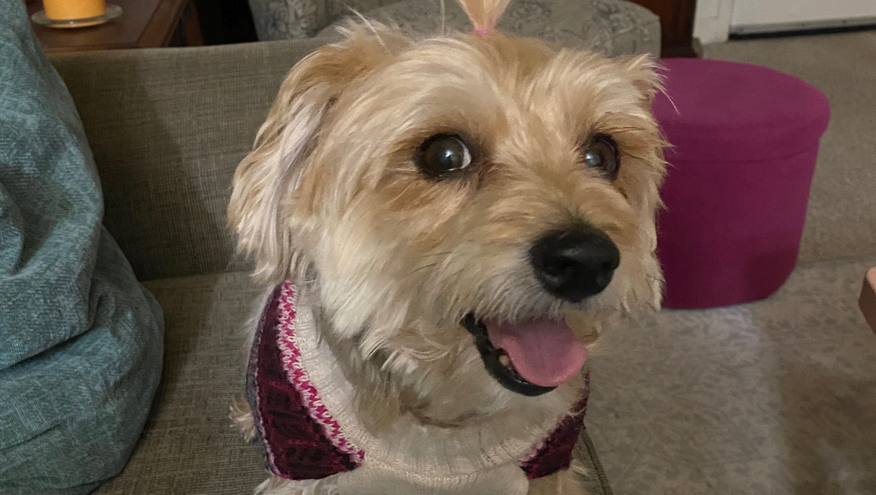 Fundraiser by Rhonda Carroll : Help Rhonda and Lucy Stay in Their Home