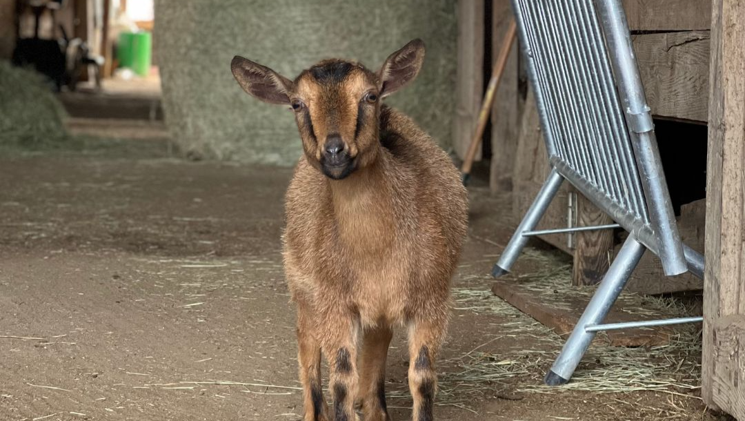 Fundraiser by Caitlin Gooch : Urgent: Rebuilding Animal Pen After ...
