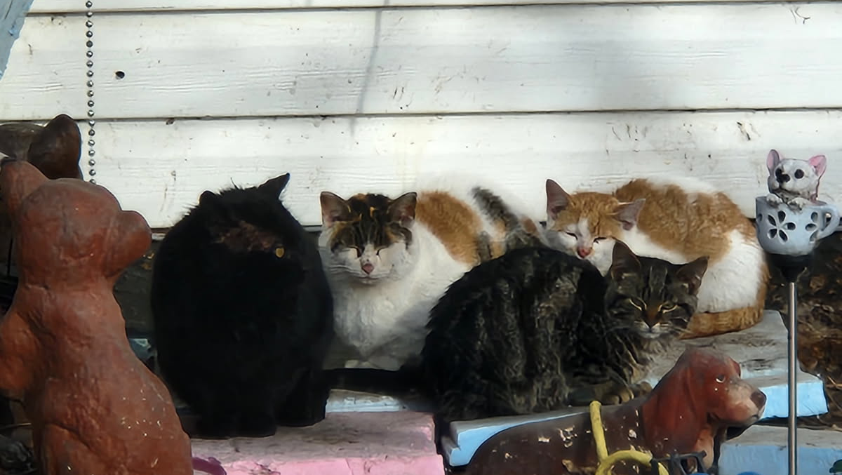 Fundraiser by Michelle Budz : Helping feral cats